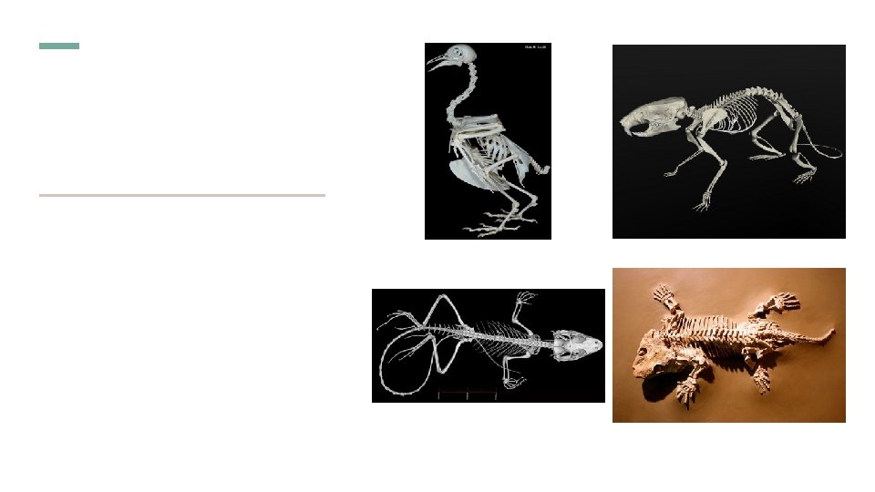 Common Ancestry Standard 8 LS 4 2 DQ