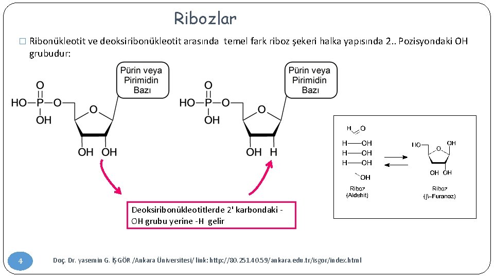 NKLEOTTLER ve NKLEK ASTLER Genel zellikleri snflandrlmalar Do