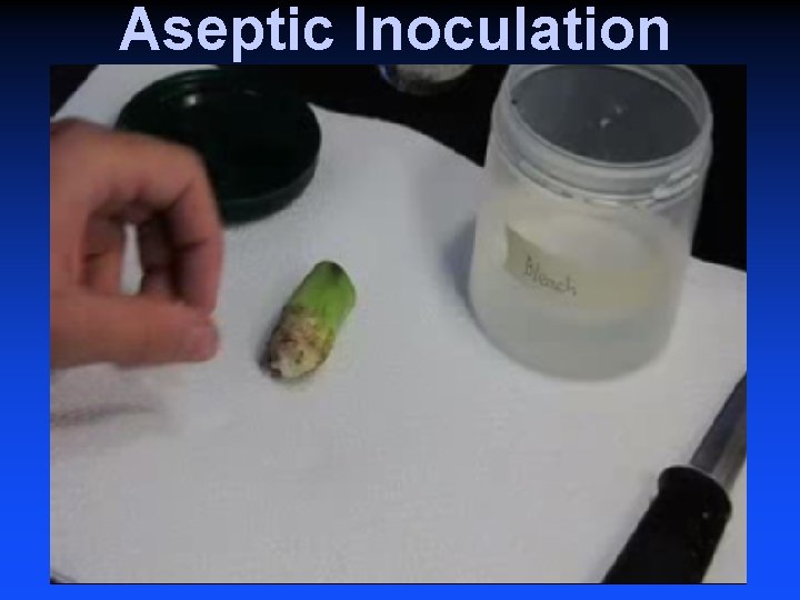 Plant Tissue Culture An excellent biological tool for