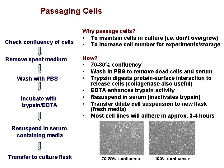 Cell Cultures Their types and preparation Isolation of