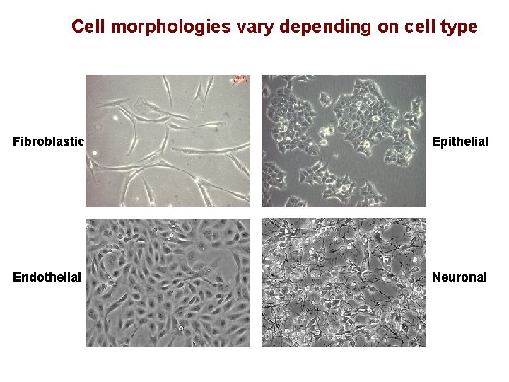 Cell Cultures Their types and preparation Isolation of