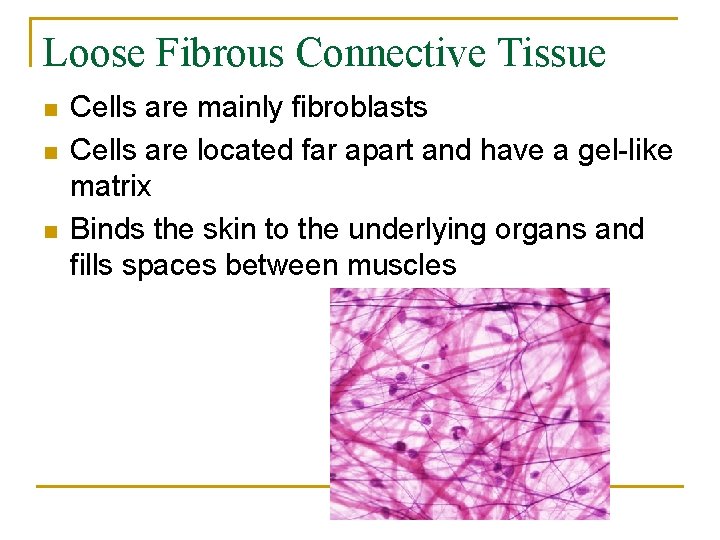 Connective Tissue General Characteristics n n n Bind