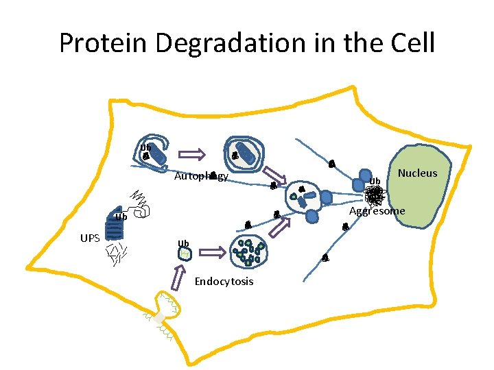 Metabolic relationship of amino acids BODY PROTEINS Proteosynthesis