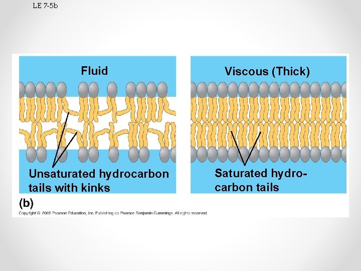 The Plasma Membrane Fluid Dynamics and Cell Transportation