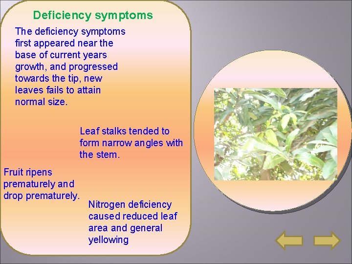 Role and deficiency symptoms of Nitrogen in Mango