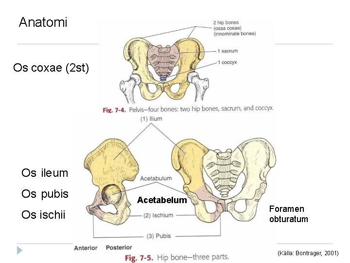 Forum Helsingborg Bcken hft och femur Pelvis os