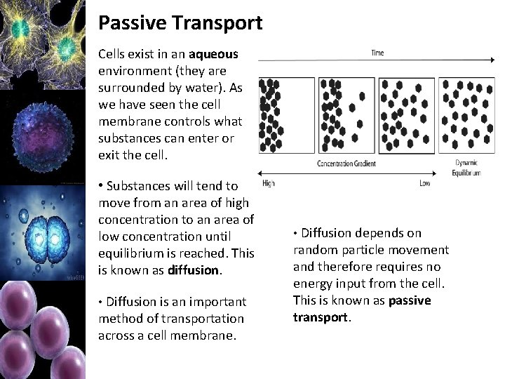 Cell Transport Section 7 3 How do substances