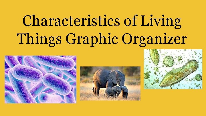 Characteristics of Living Things Graphic Organizer Drag the