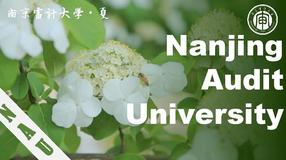 U A N Nanjing Audit University Lorem ipsum