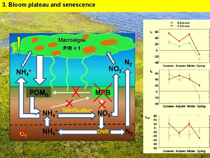 BIOGEOCHEMICAL EFFECTS OF GREEN MACROALGAE BLOOMS FROM INITIATION