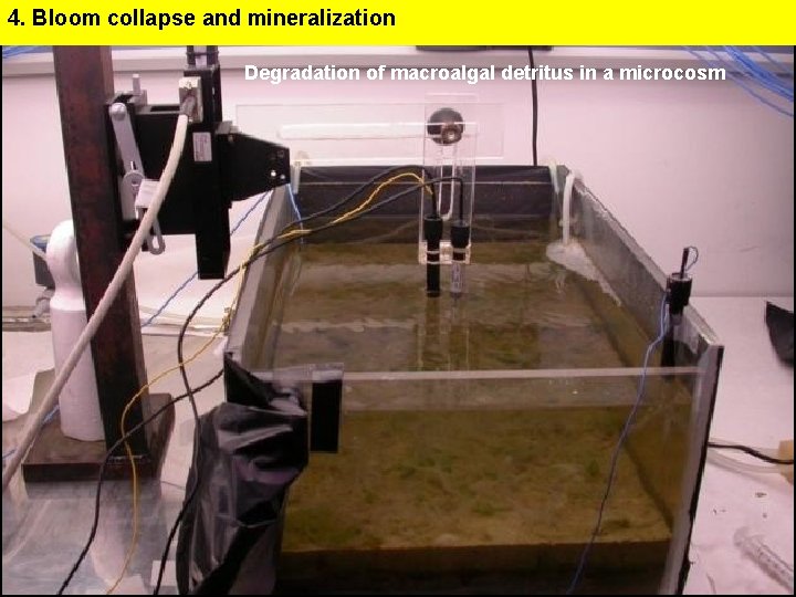 BIOGEOCHEMICAL EFFECTS OF GREEN MACROALGAE BLOOMS FROM INITIATION