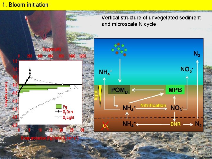 BIOGEOCHEMICAL EFFECTS OF GREEN MACROALGAE BLOOMS FROM INITIATION