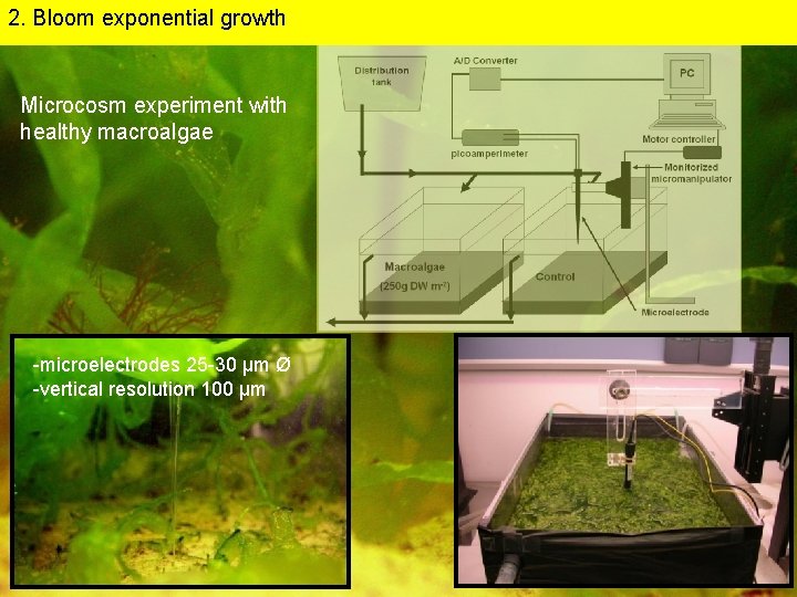BIOGEOCHEMICAL EFFECTS OF GREEN MACROALGAE BLOOMS FROM INITIATION