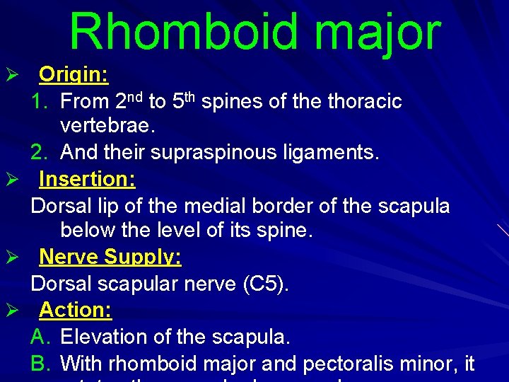 Skin Nerve supply by the dorsal rami of