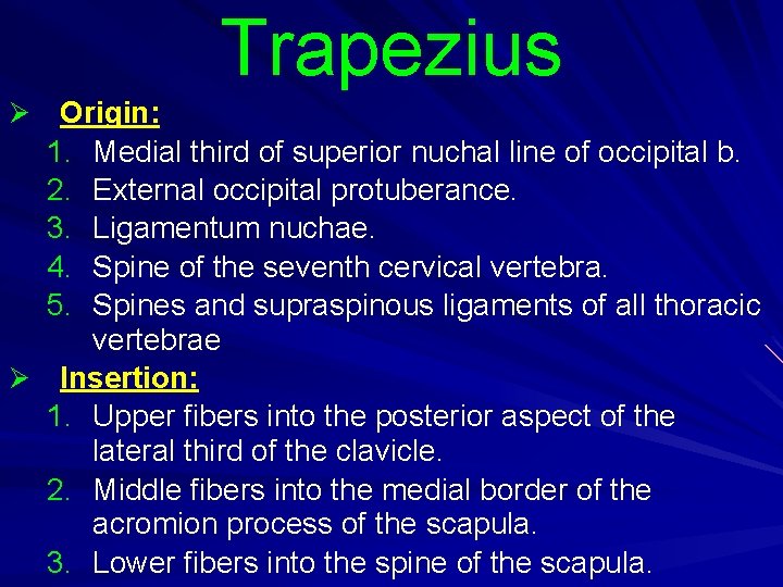 Skin Nerve supply by the dorsal rami of