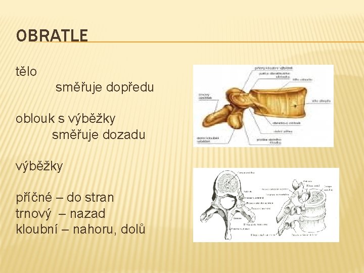 Kostern soustava kostra PTE OSNOVA pte obratle KOSTRA