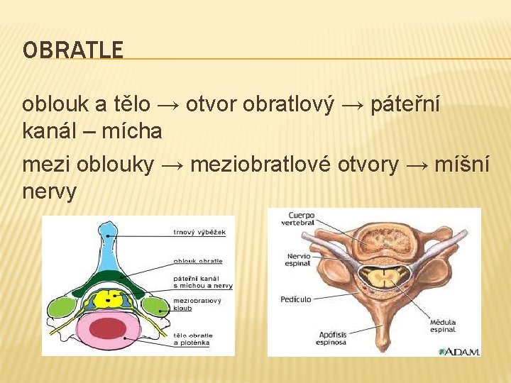 Kostern soustava kostra PTE OSNOVA pte obratle KOSTRA