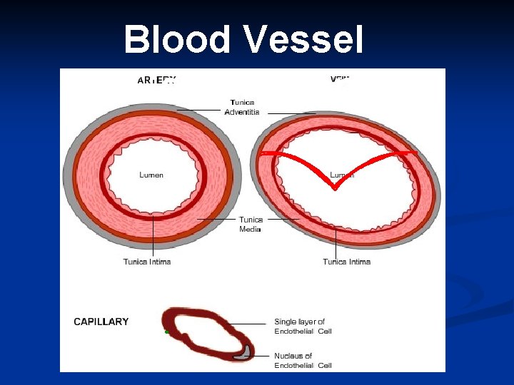 HW A Closer look at Blood Vessels worksheet