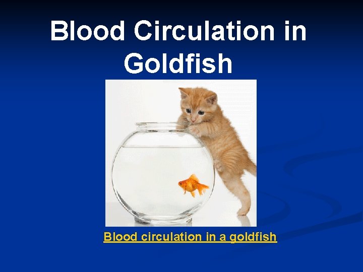 HW A Closer look at Blood Vessels worksheet
