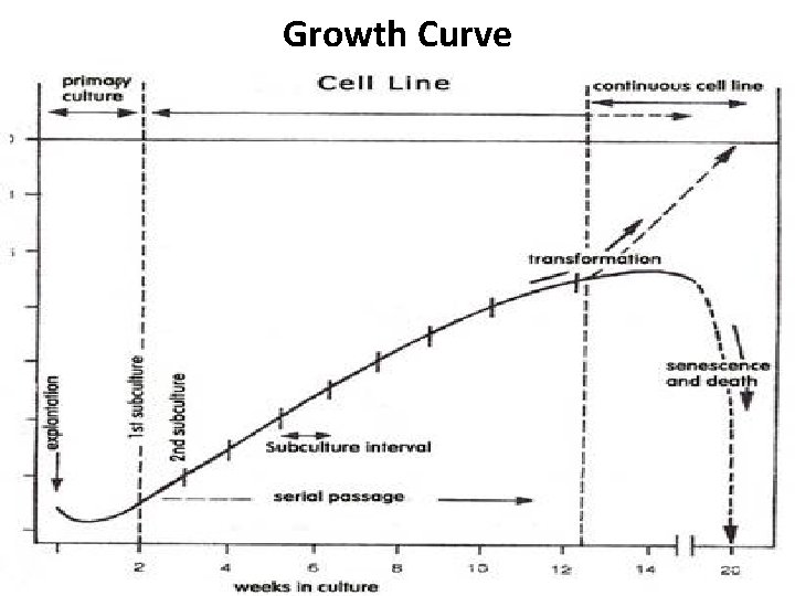 Lec 15 Animal cell lines and culturing Shah