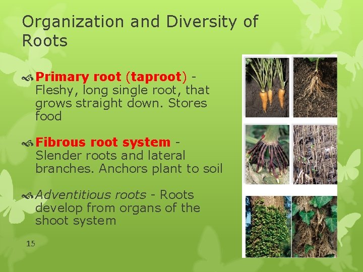 Flowering Plants Structure and Organization Chapter 24 BIOL