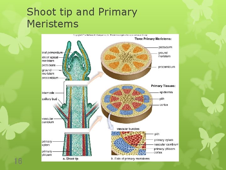 Flowering Plants Structure and Organization Chapter 24 BIOL