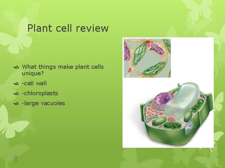 Flowering Plants Structure and Organization Chapter 24 BIOL