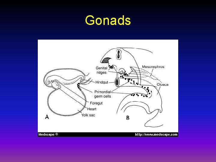 Embryology of The Female Genital Tract Basim AbuRafea