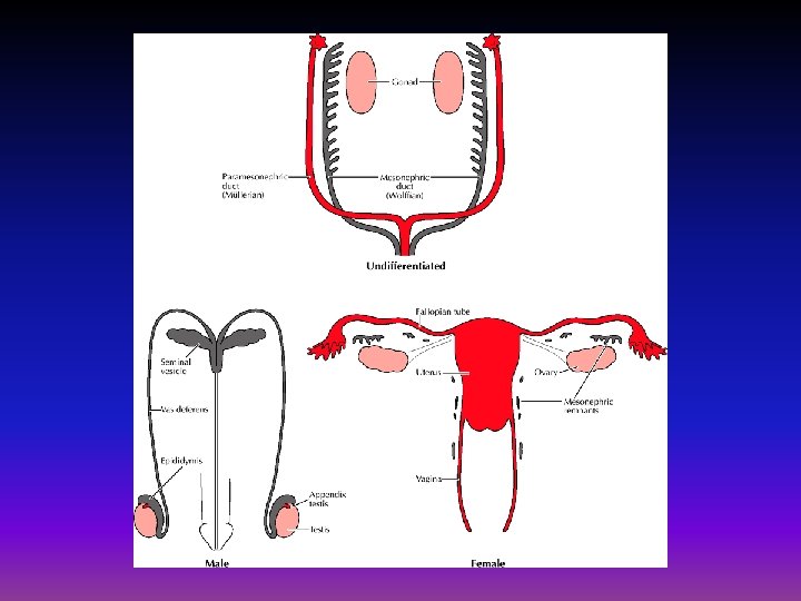 Embryology of The Female Genital Tract Basim AbuRafea
