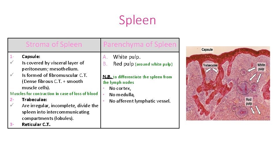 LIVER SPLEEN Color index Slides Important Notes Extra