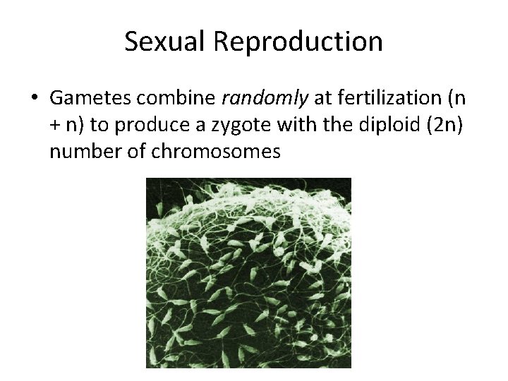 Meiosis Sexual Reproduction Cell Cycle In body cells