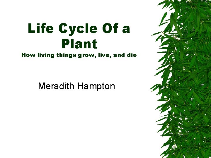 Life Cycle Of a Plant How living things