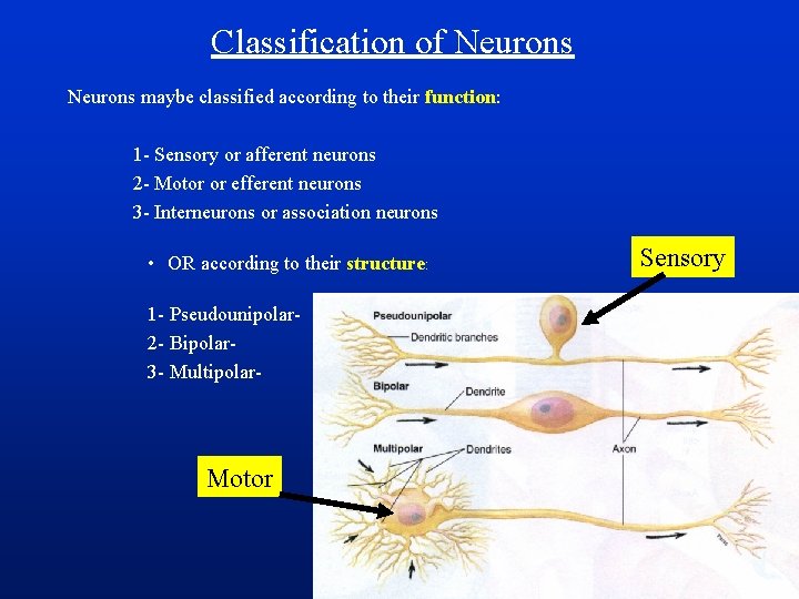 CHAPTER 7 In lecture today Structure and function