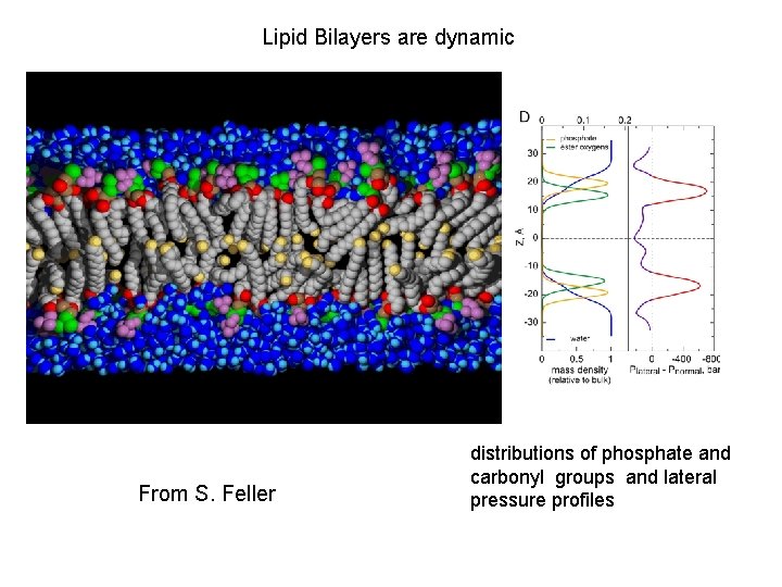 Lecture 14 Membranes continued Diffusion Membrane transport Lipid