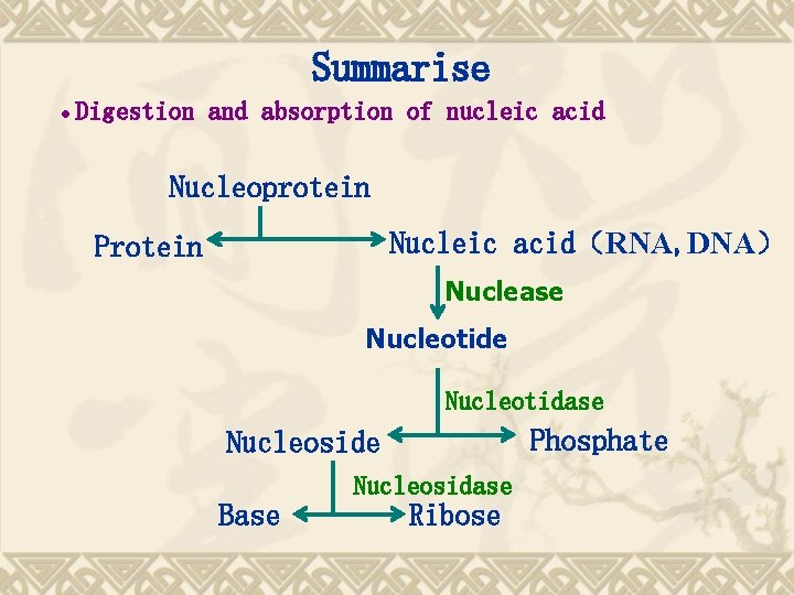 Metabolism of Nucleotides Summarise l Digestion and absorption