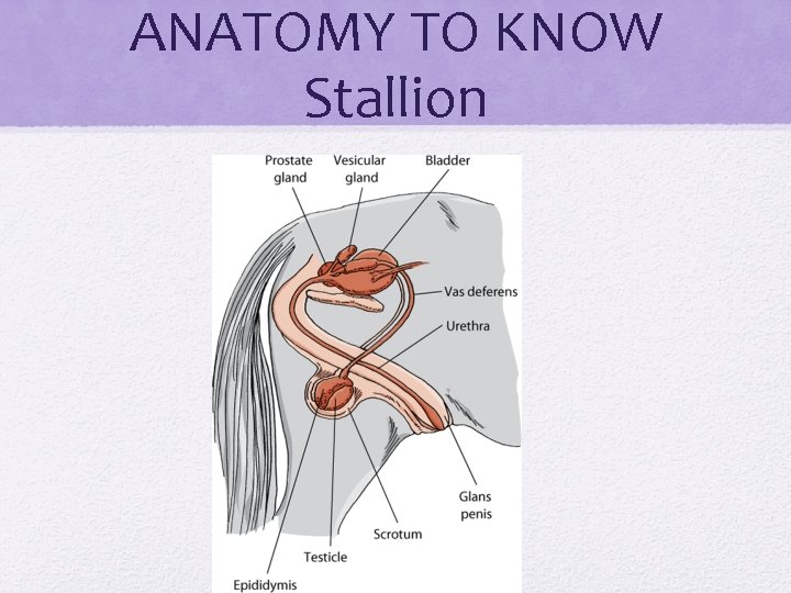 Equine Reproduction Laporte Hippology 2018 ANATOMY TO KNOW