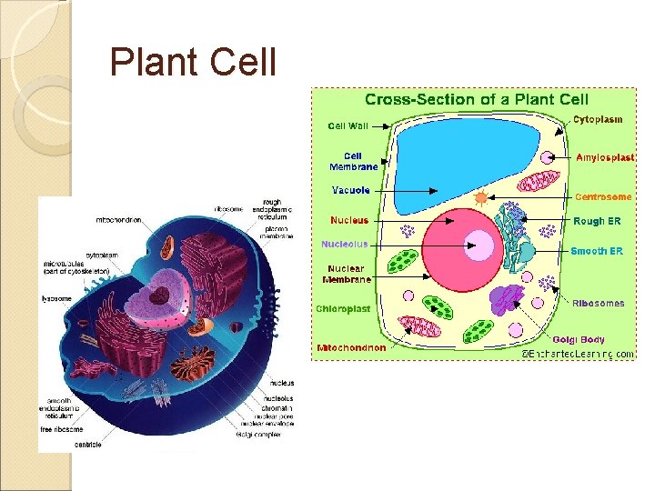 Cells IMPORTANT Human Body Organs Tissue Cells Organelles