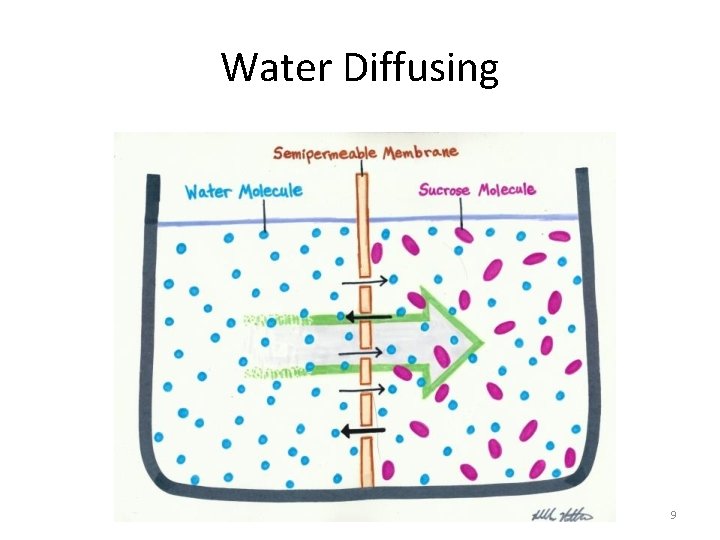 Cell Membrane A deeper look 1 Lets say