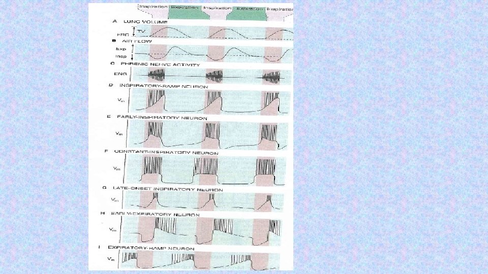 Respiratory system Buckethandle and waterpump handle effects PLEURA