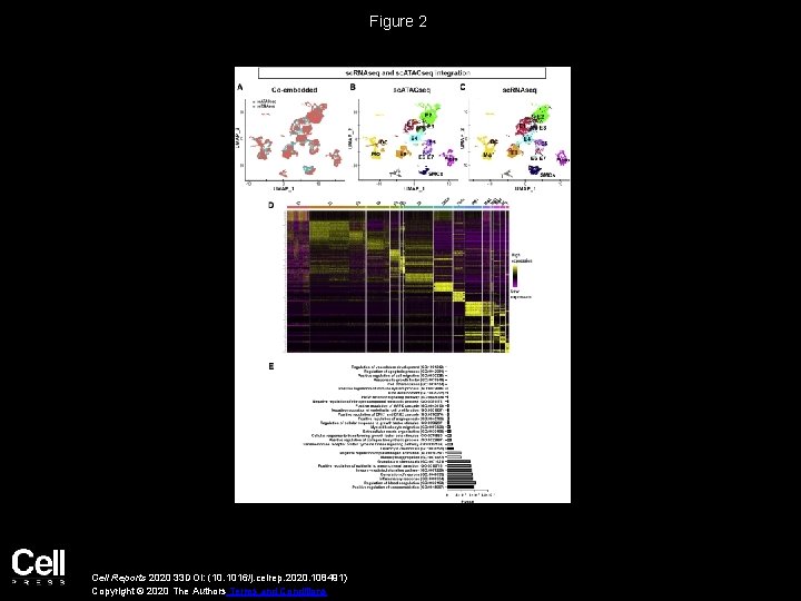 Endothelial Reprogramming by Disturbed Flow Revealed by SingleCell