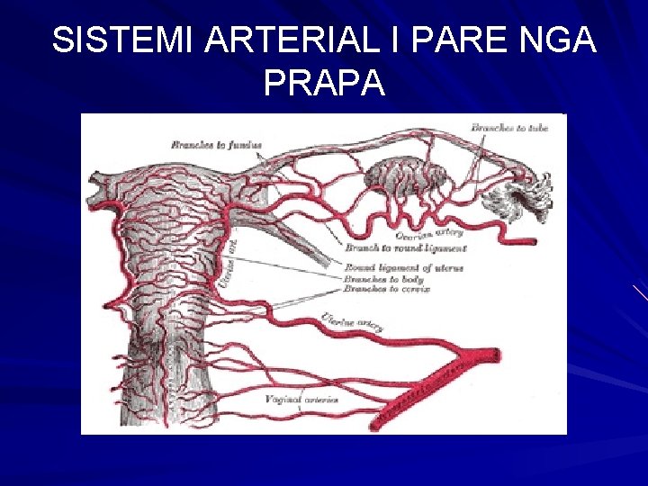 ANATOMIA RADIOLOGJIKE E UTERUSIT SISTEMI RIPRODHUES FEMEROR UTERUSI
