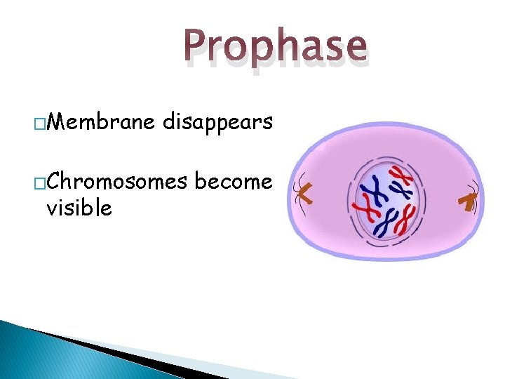 Mitosis and Meiosis By Amber Guo What Are