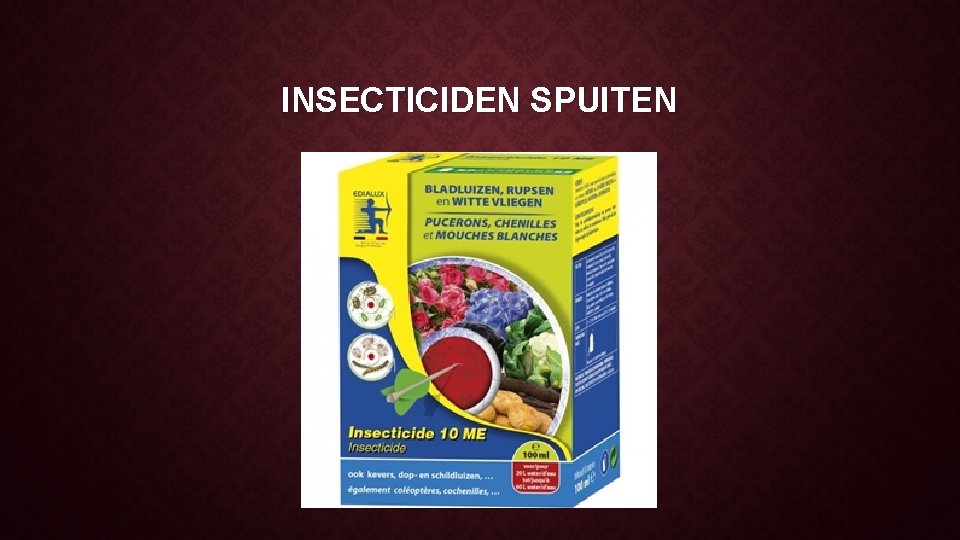 RABARBER Productieproces WAT IS RABARBER groente confituur groente