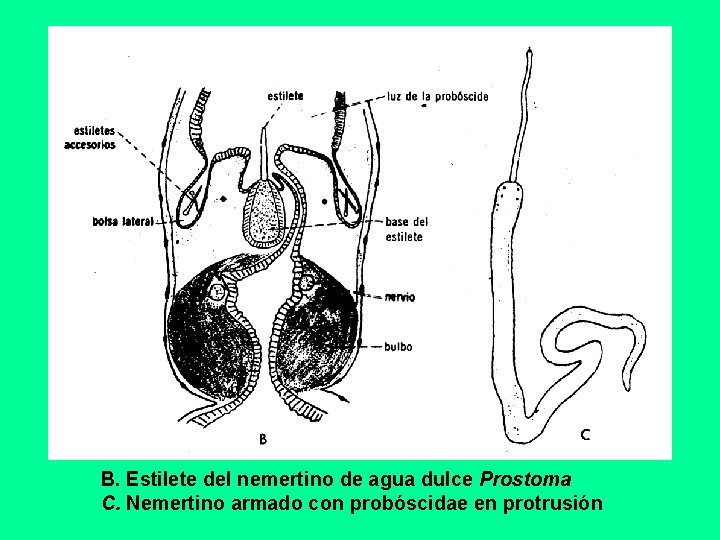 PHYLUM NEMERTEA 900 spp DIVERSIDAD A Tubulanus C