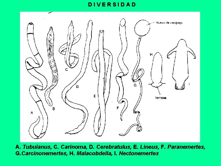 PHYLUM NEMERTEA 900 spp DIVERSIDAD A Tubulanus C