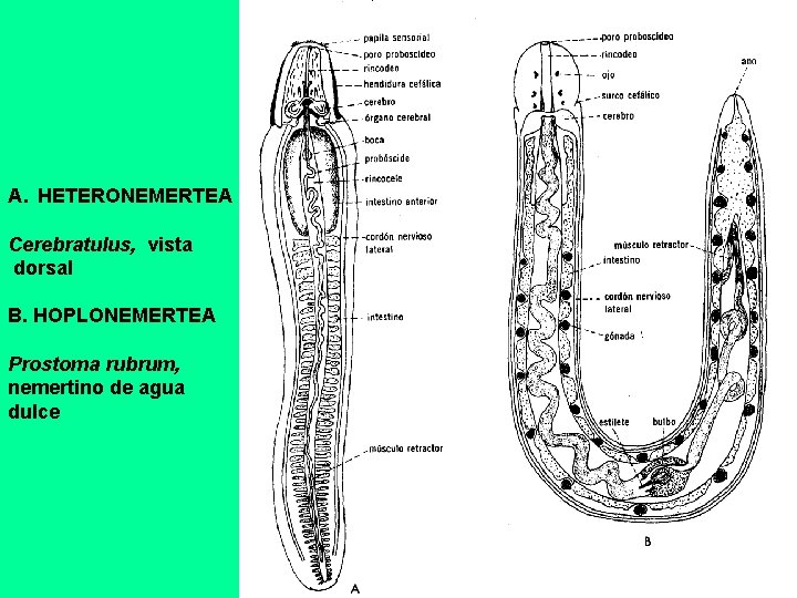 PHYLUM NEMERTEA 900 spp DIVERSIDAD A Tubulanus C
