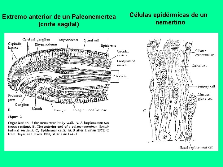 PHYLUM NEMERTEA 900 spp DIVERSIDAD A Tubulanus C