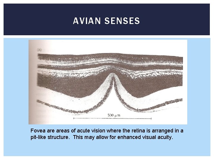 CHAPTER 7 SENSES BRAINS AND INTELLIGENCE Lecture Wednesday