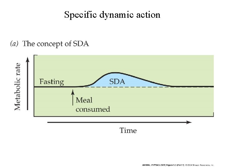 Fuel Homeostasis General Physiology Biology 346 Tony Serino