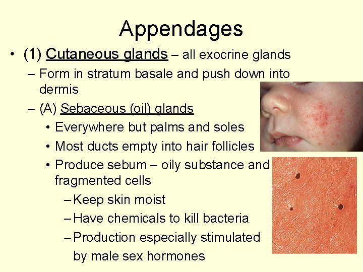 Appendages 1 Cutaneous glands all exocrine glands Form